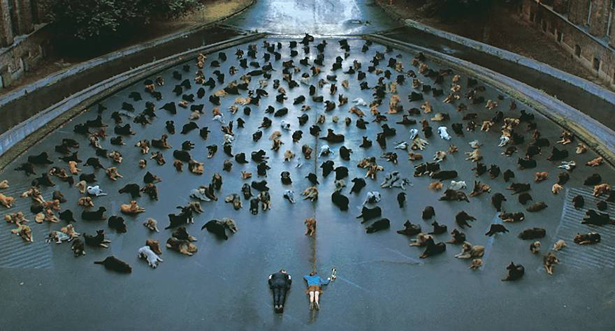 Movie Review: White God – Pop Culture and Theology